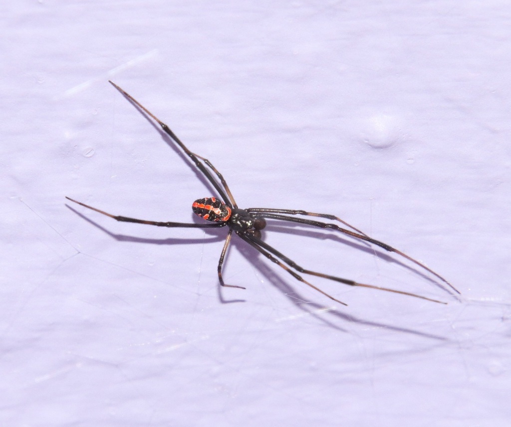 Latrodectus occidentalis from Chapala, Jalisco, Mexico on July 18, 2022 ...