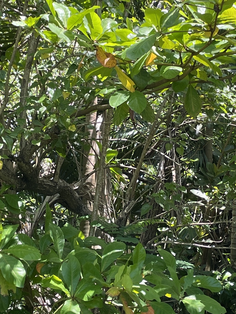 Sea Almond from Puerto Rico, San Juan, Puerto Rico, US on July 19, 2022 ...