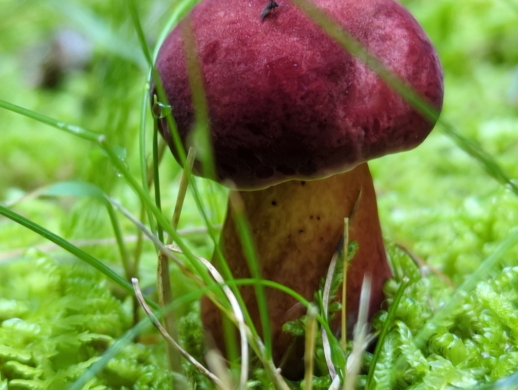 two-colored bolete from Middlecreek Township, PA, USA on July 19, 2022 ...