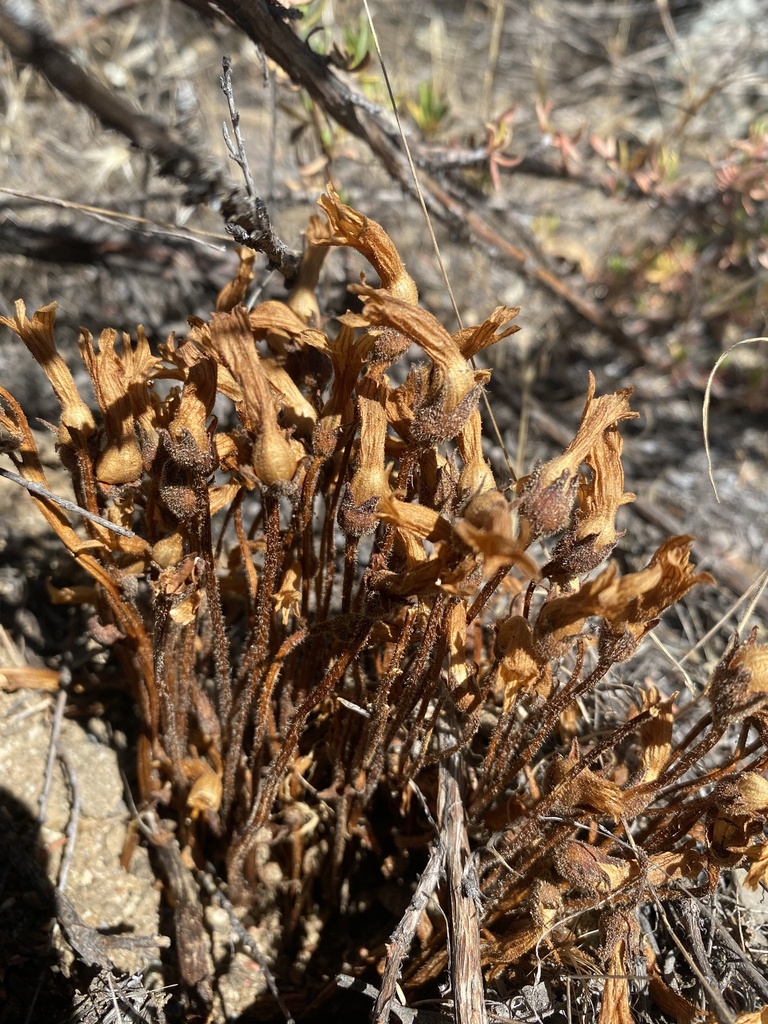 yellow clustered broomrape from Angeles National Forest, Azusa, CA, US ...