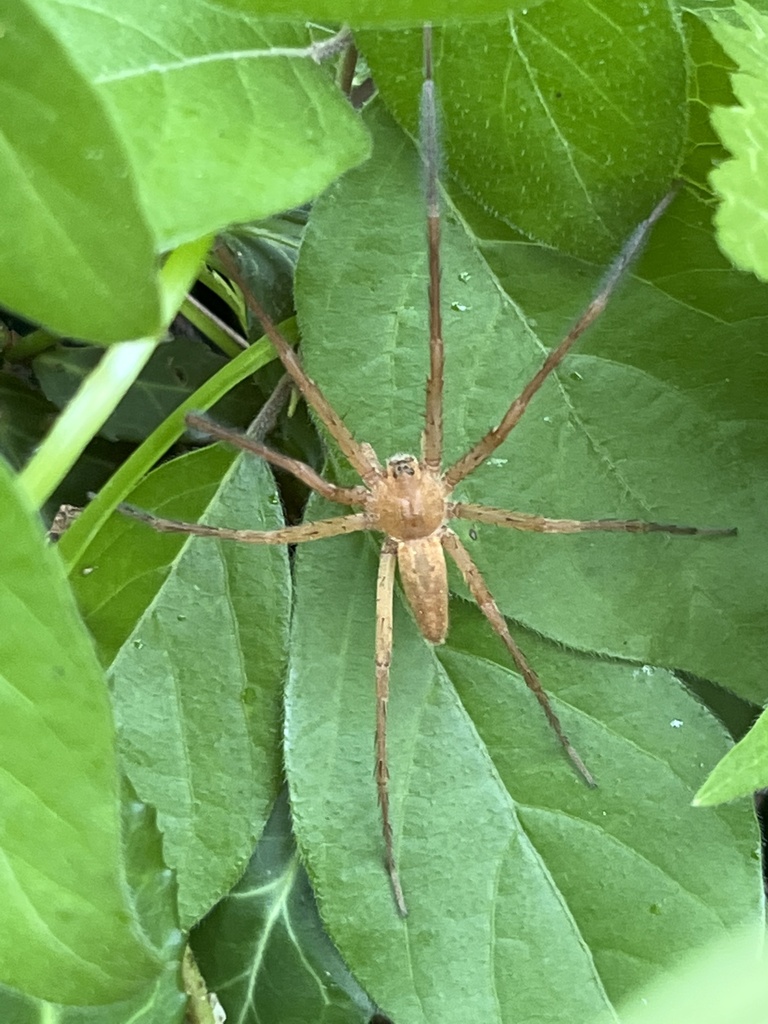 American Nursery Web Spider from Lanius Ln, Cincinnati, OH, US on May ...