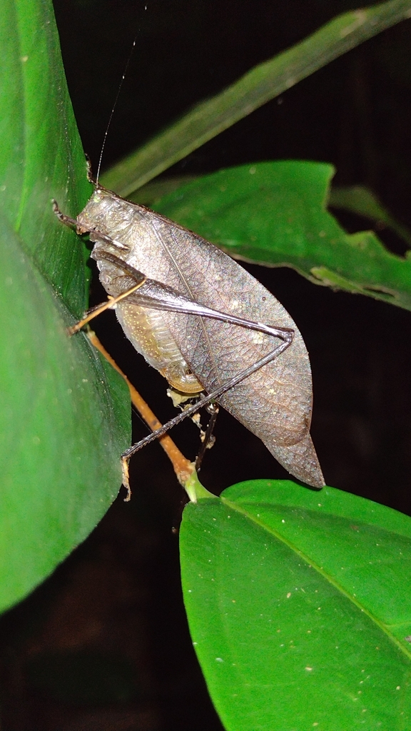 Orophus from 29963 Chis., México on July 19, 2022 at 08:21 AM by Manuel ...