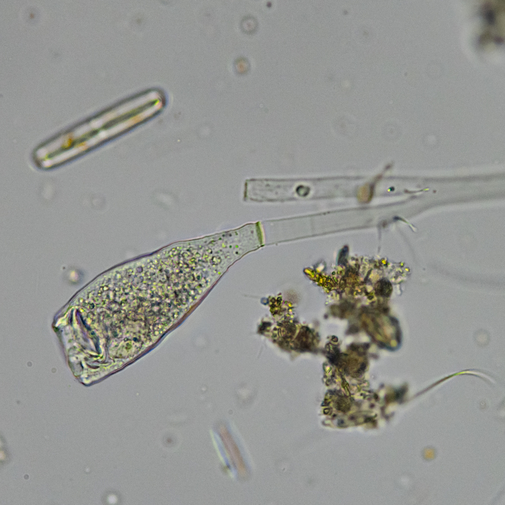 Sessilida from Perryman, MD, USA on July 02, 2022 at 11:58 AM by Brad ...