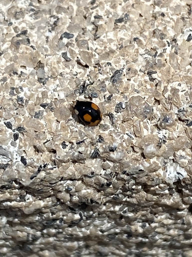 Confluent Sigil Lady Beetle from Old Main, Tucson, AZ, US on July 19 ...
