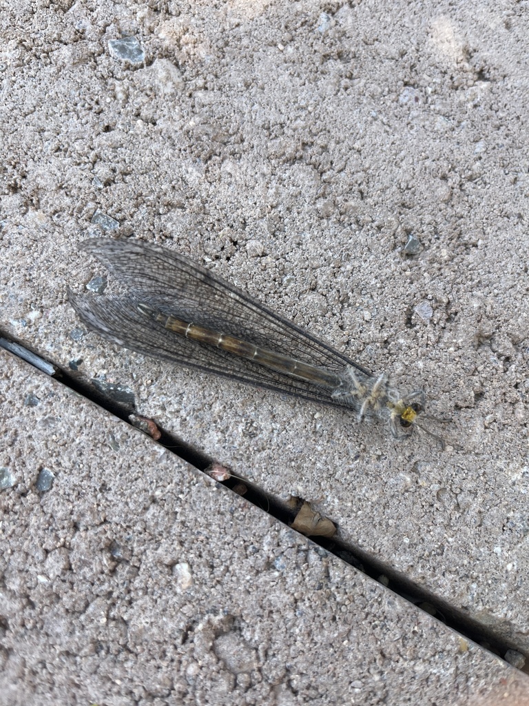 Vella fallax from La Cuchara Rd, Santa Fe, NM, US on July 19, 2022 at ...