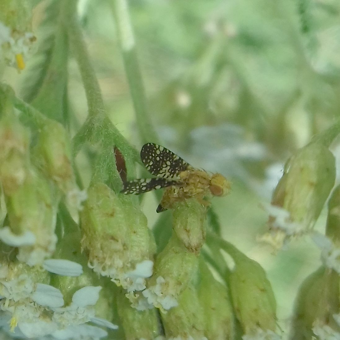Oxyna flavipennis (Loew, 1844)