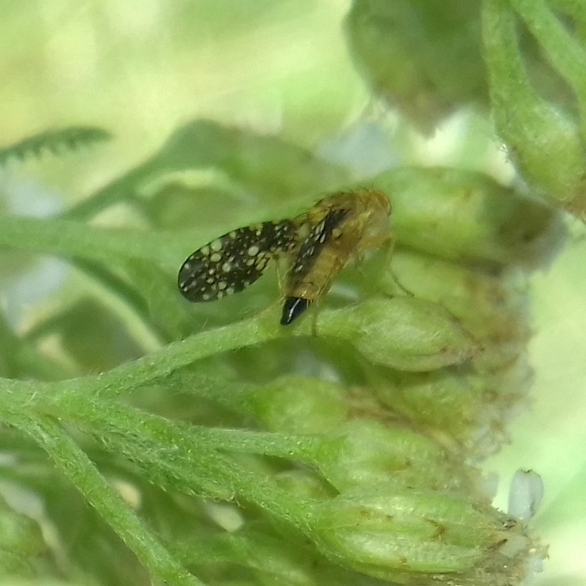 Oxyna flavipennis (Loew, 1844)
