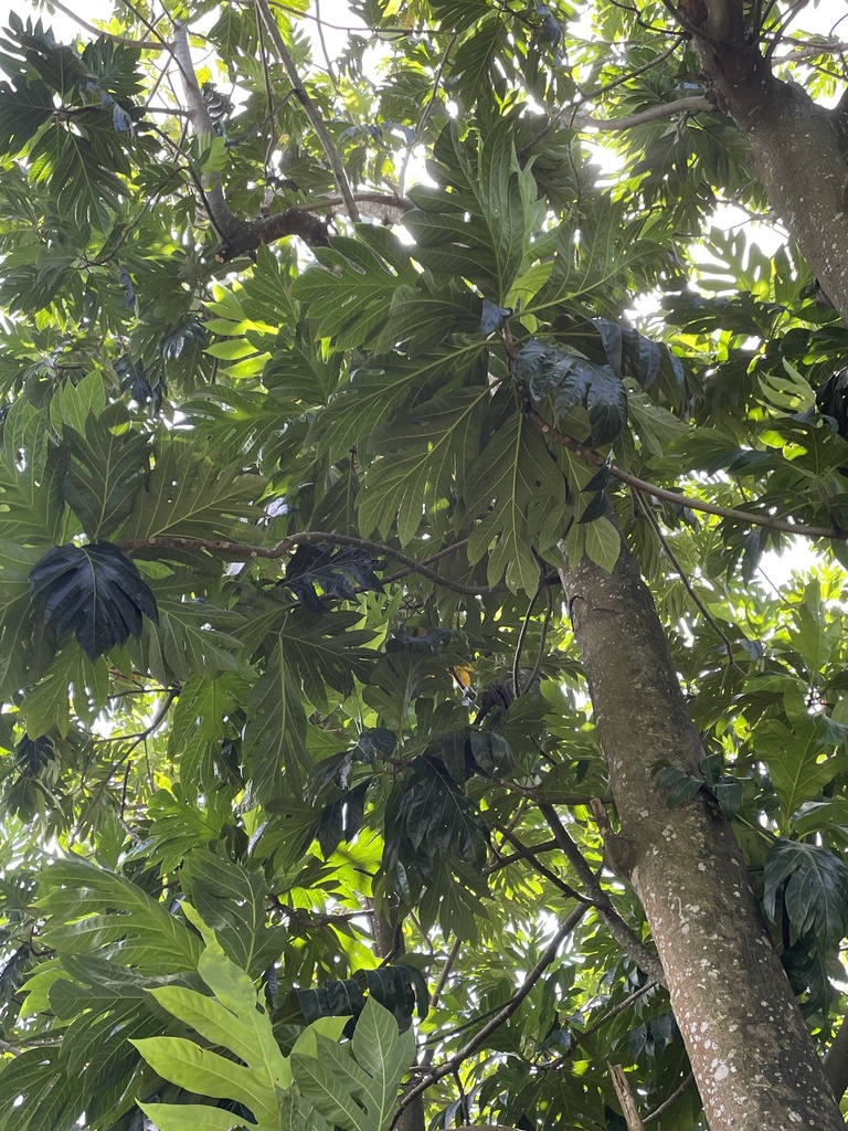 Breadfruit from Puerto Rico, San Juan, Puerto Rico, US on July 19, 2022 ...