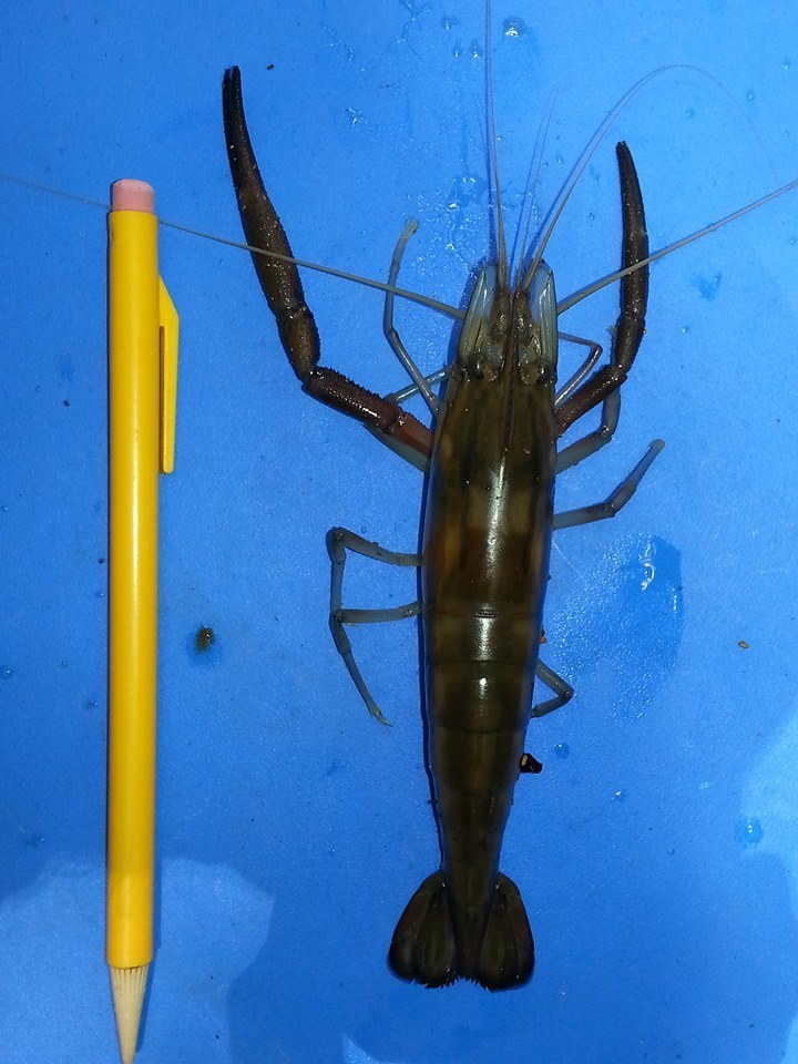 Big-claw river shrimp (A Guide to Freshwater Fish and Shrimp of the U.S ...