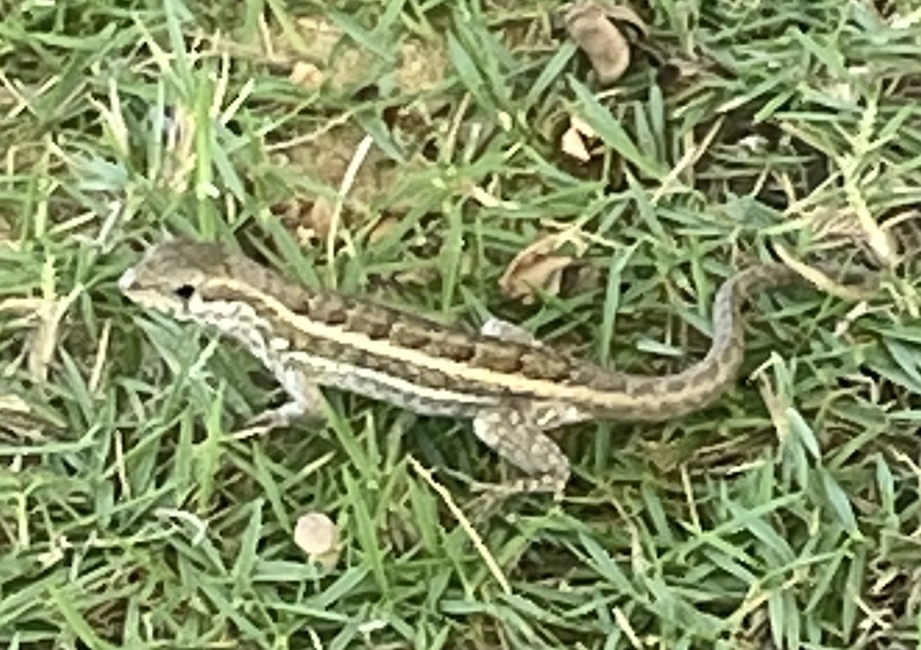 Haitian Curlytail Lizard from North Atlantic Ocean, Salvaleon De Higuey ...