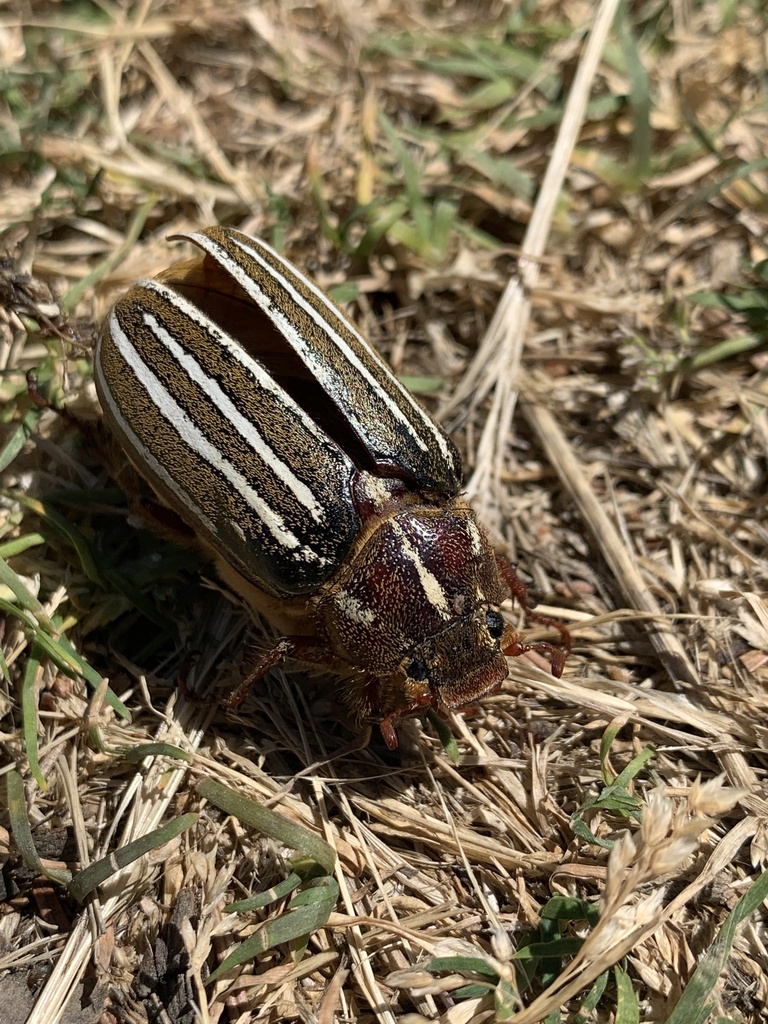Lined June Beetles from McCallum Rd, Langford, BC, CA on July 19, 2022 ...