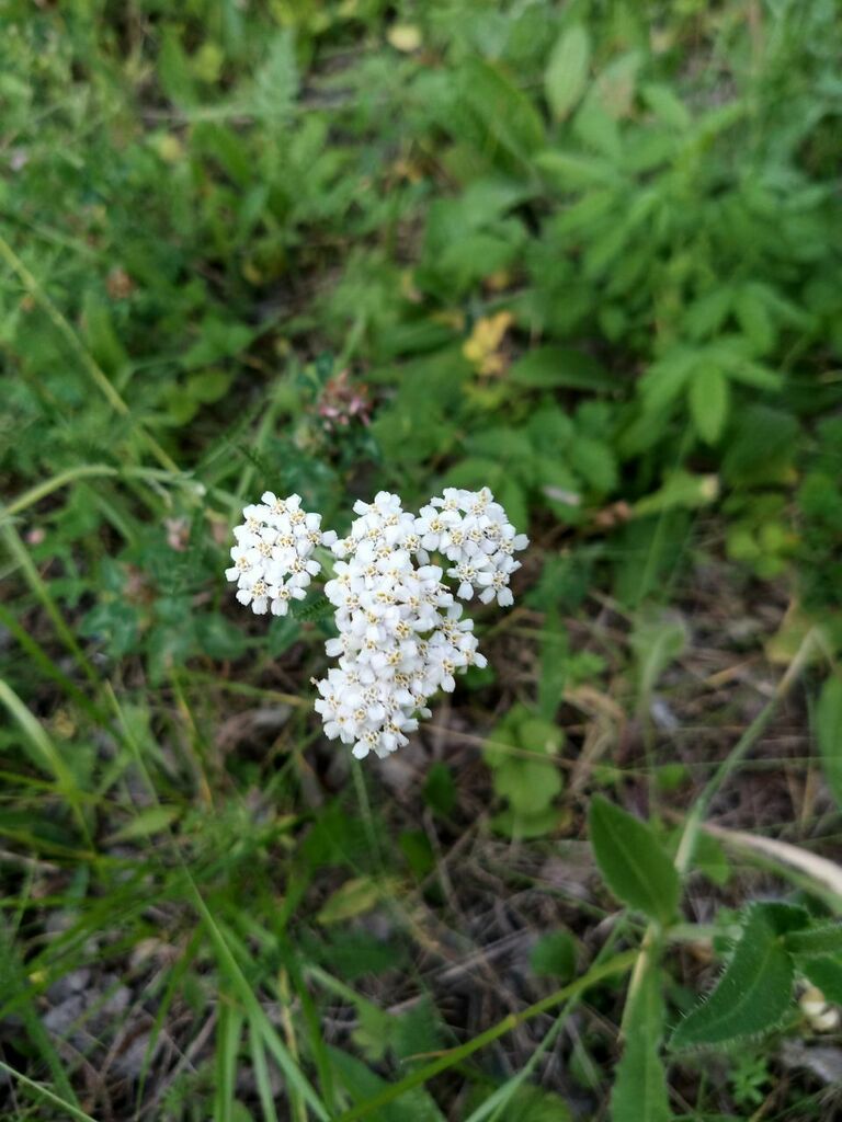 common yarrow from Insarskiy rayon, RU-MR, RU on July 19, 2022 at 12:23 ...
