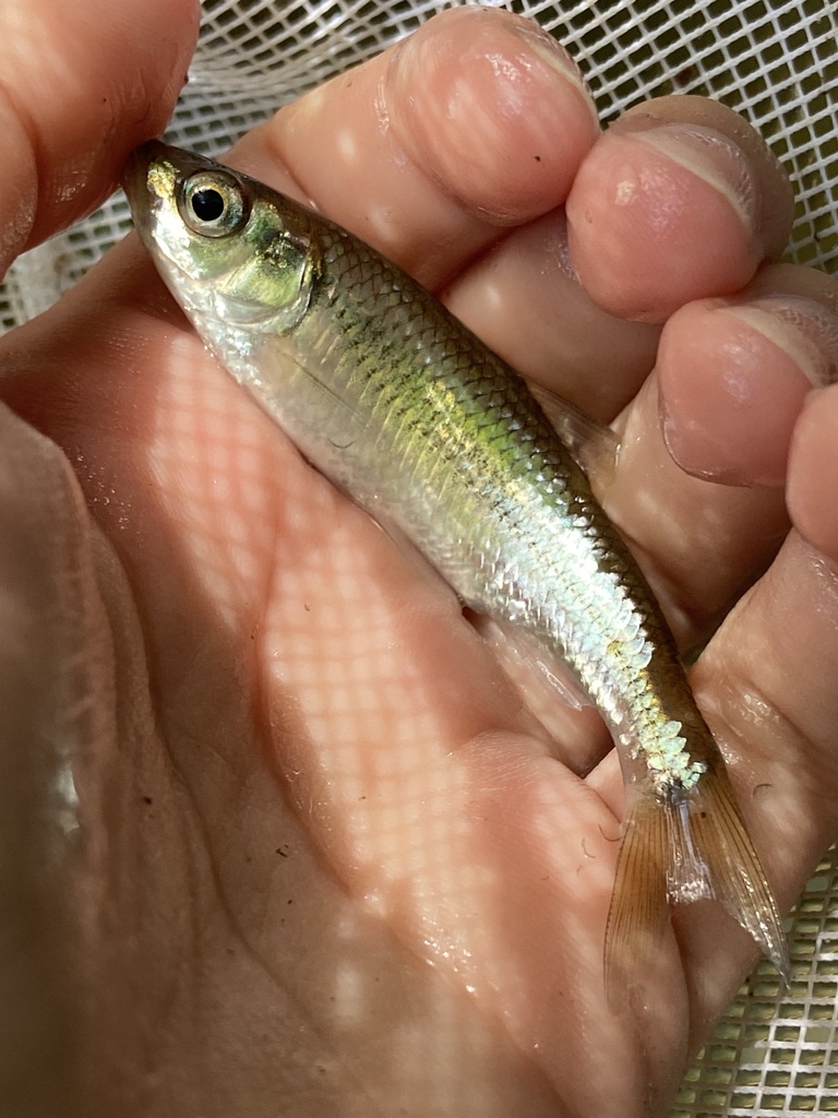 North American Minnows from Little Connoquenessing Creek, Harmony, PA ...