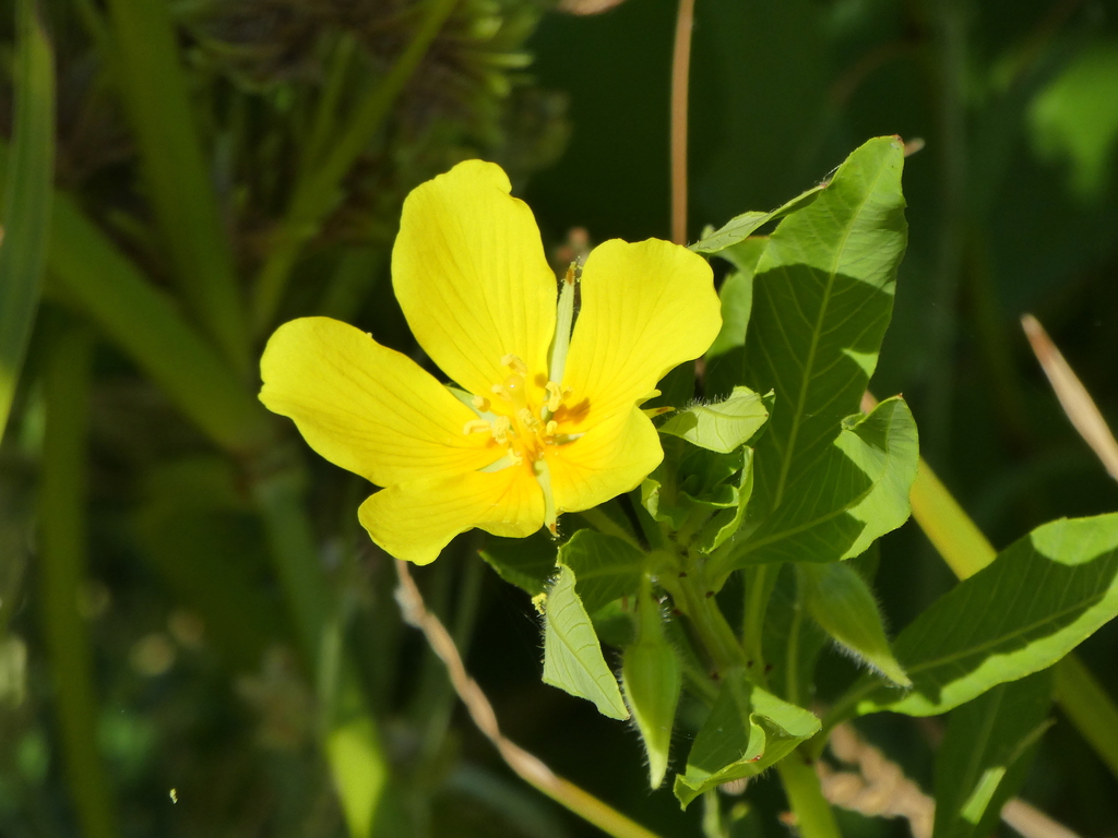 water primrose from Antioch, CA, USA on July 19, 2022 at 10:26 AM by ...