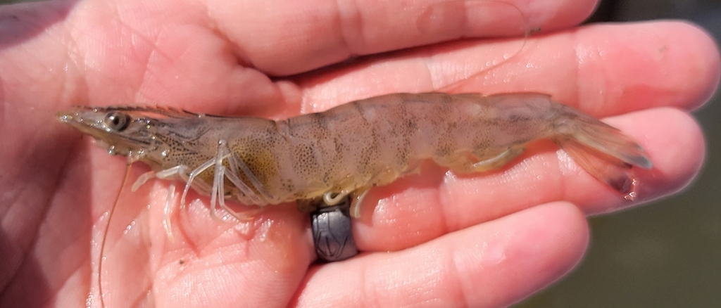 Northern brown shrimp from Rhode River, MD, USA - Mouth Mud on July 18 ...