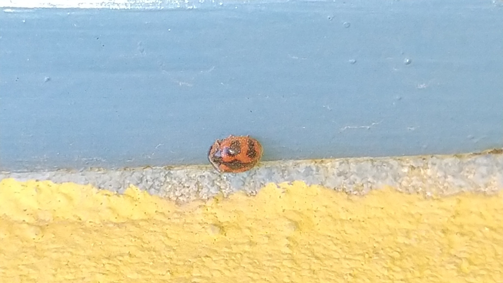 Vedalia Beetle from Ciudad de Santa Fe, Provincia de Santa Fe ...