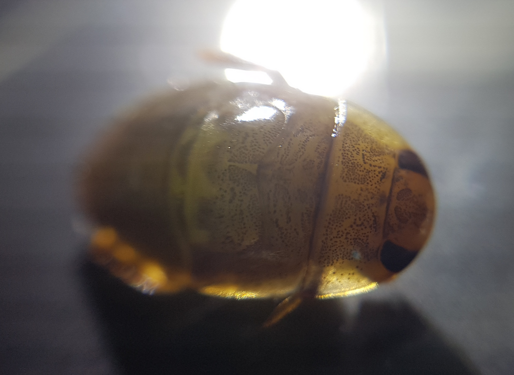 saucer bug from 82346 Andechs, Deutschland on July 17, 2022 by ...