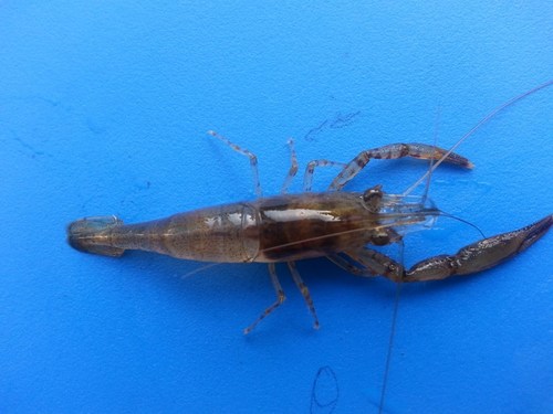 Long-arm shrimp (A Guide to Freshwater Fish and Shrimp of the U.S ...