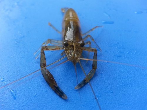 Long-arm shrimp (A Guide to Freshwater Fish and Shrimp of the U.S ...