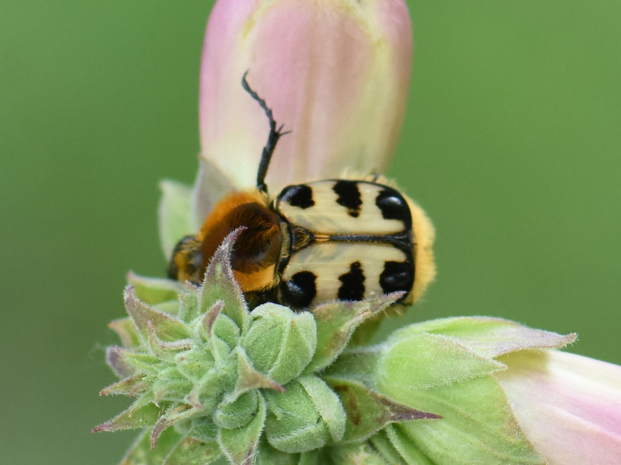 Trichius gallicus gallicus