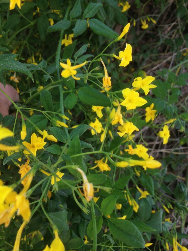 Wild Jasmine from Jerusalem, Israel on May 10, 2022 at 02:21 PM by ...
