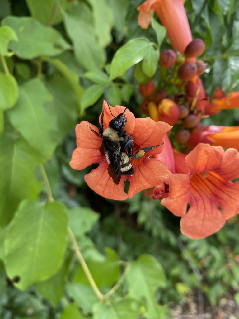 American Bumble Bee from May St, Baton Rouge, LA, US on July 19, 2022 ...