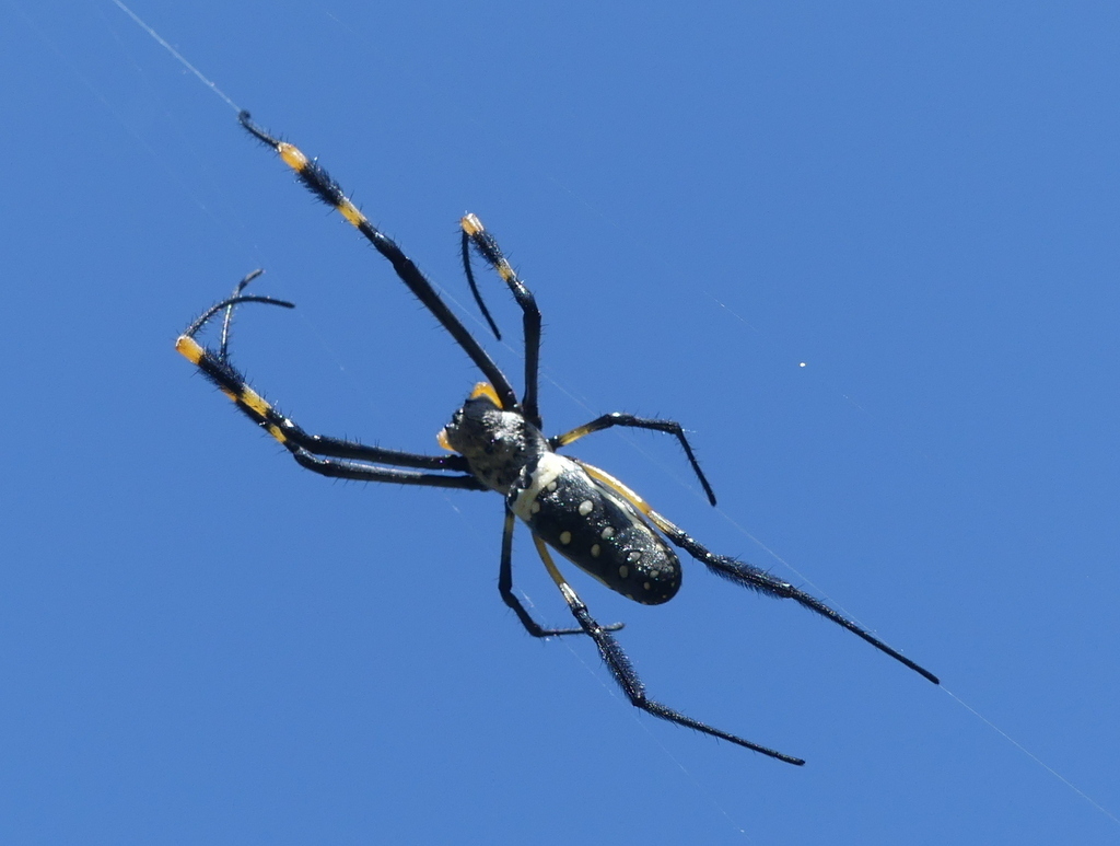 banded-legged golden orb-web spider from Matobo NP, Zimbabwe on May 13 ...
