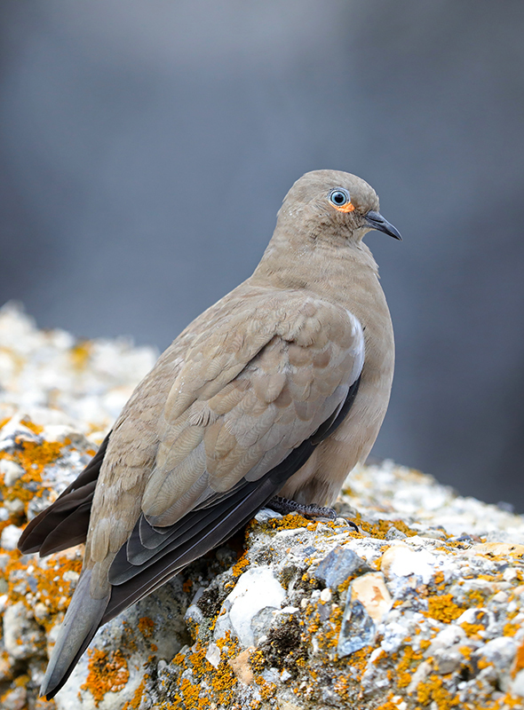 Black-winged Ground Dove from Хунин, Перу on October 15, 2021 at 01:51 ...