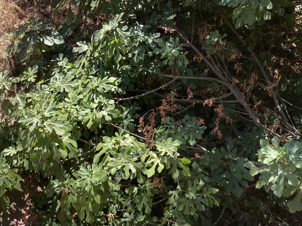 common fig from Rolling Hills Open Space, Fairfield, CA, US on July 19 ...