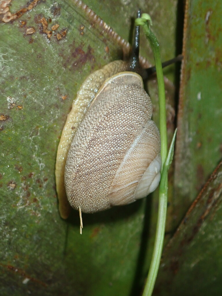Granodomus lima from Jiménez, Río Grande 00745, Puerto Rico on July 03 ...