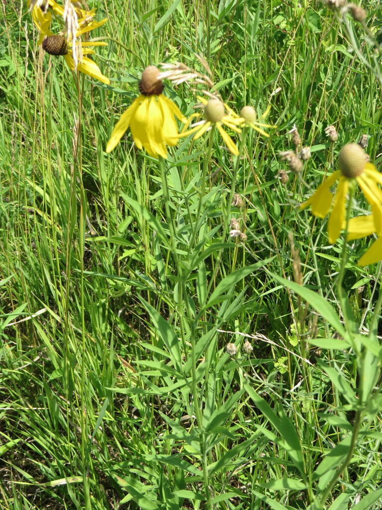 grey-headed coneflower from Winnebago County, IL, USA on July 19, 2022 ...