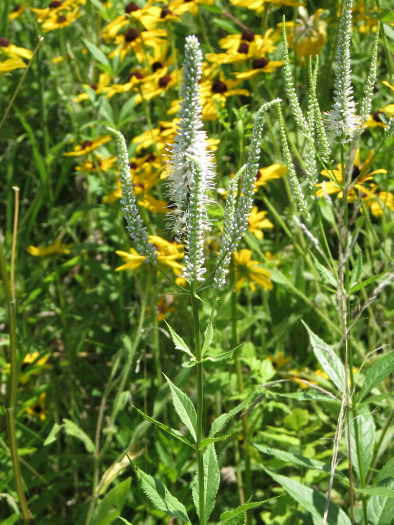 Culver's root from Winnebago County, IL, USA on July 19, 2022 at 12:12 ...