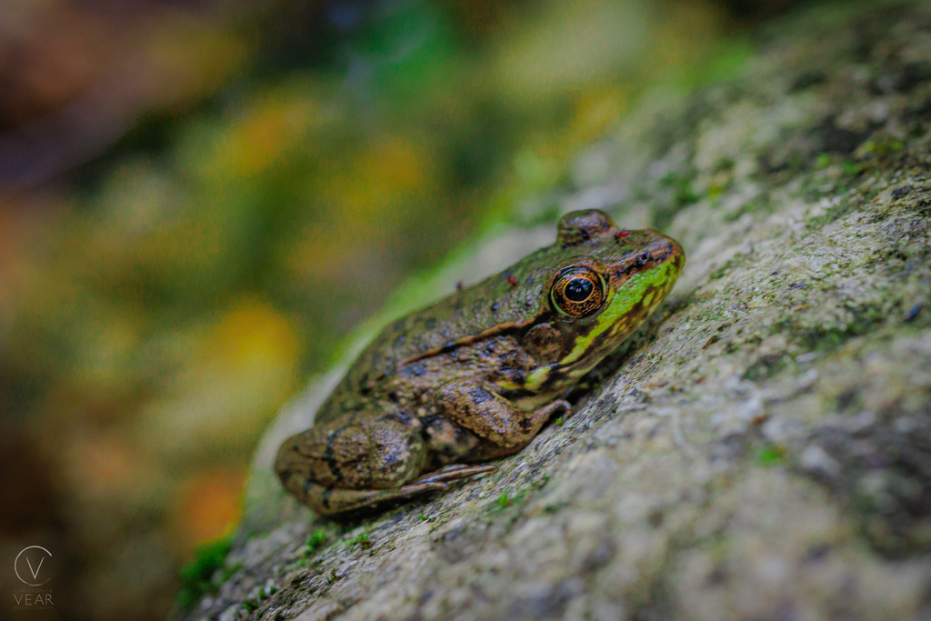Green Frog from Blueberry Mountain, Stoneham, ME 04217, USA on July 17 ...