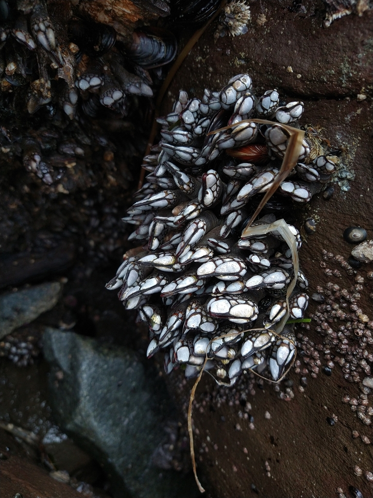 Gooseneck Barnacle from Westport, WA 98595, USA on July 18, 2022 at 02: ...