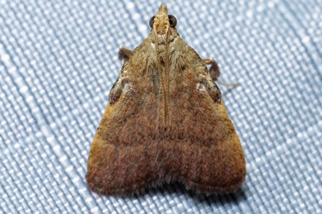 Drab Condylolomia Moth from Ogemaw County, MI, USA on July 16, 2022 at ...