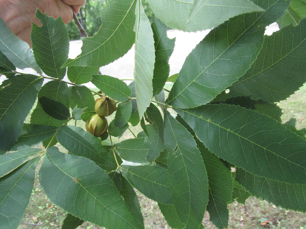 bitternut hickory from Macalester - Groveland, St Paul, MN, USA on July ...