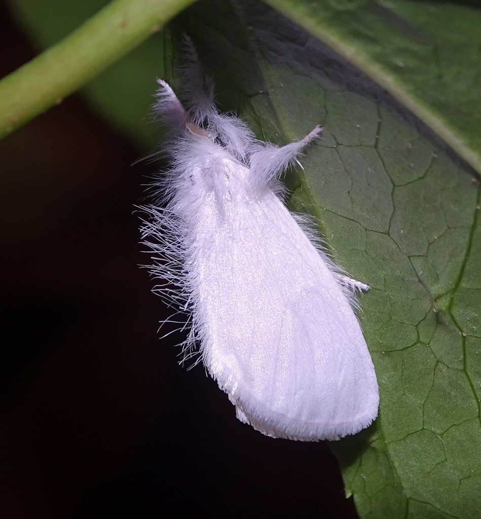 Swan Moth from Allerheiligen bei Wildon, Österreich on July 19, 2022 at ...
