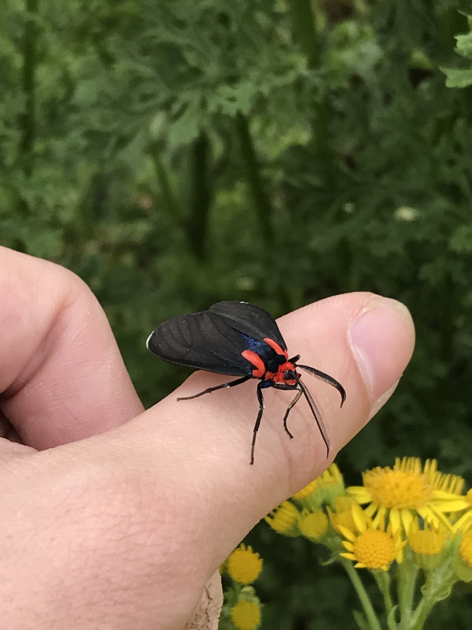 Ctenucha rubroscapus Ménétriés, 1857