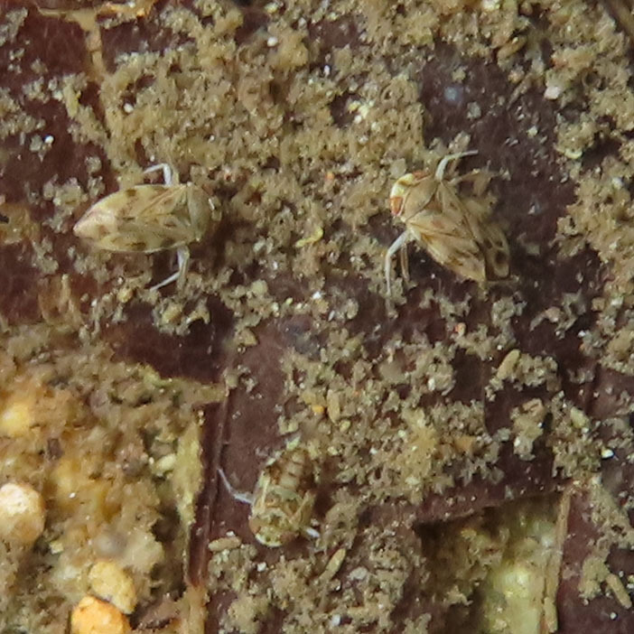 Micronecta Kirkaldy, 1897