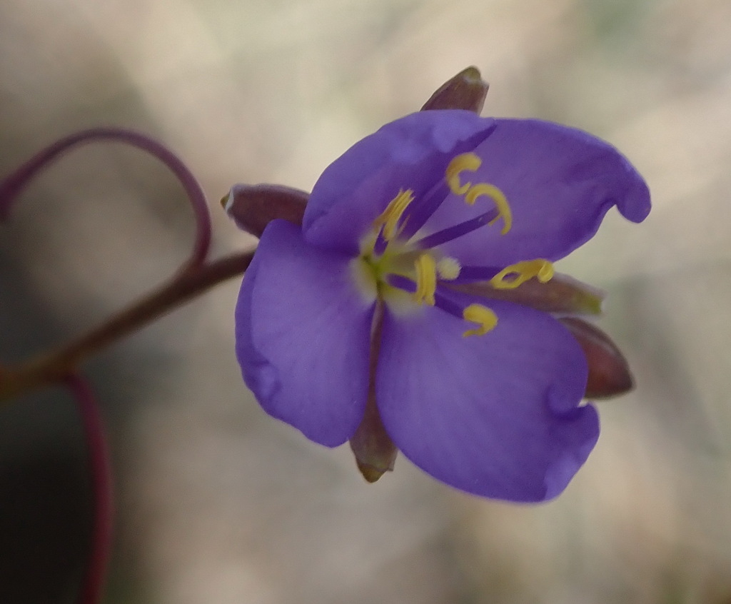Heliophila subulata subulata from Kammanassie Nature Reserve East ...