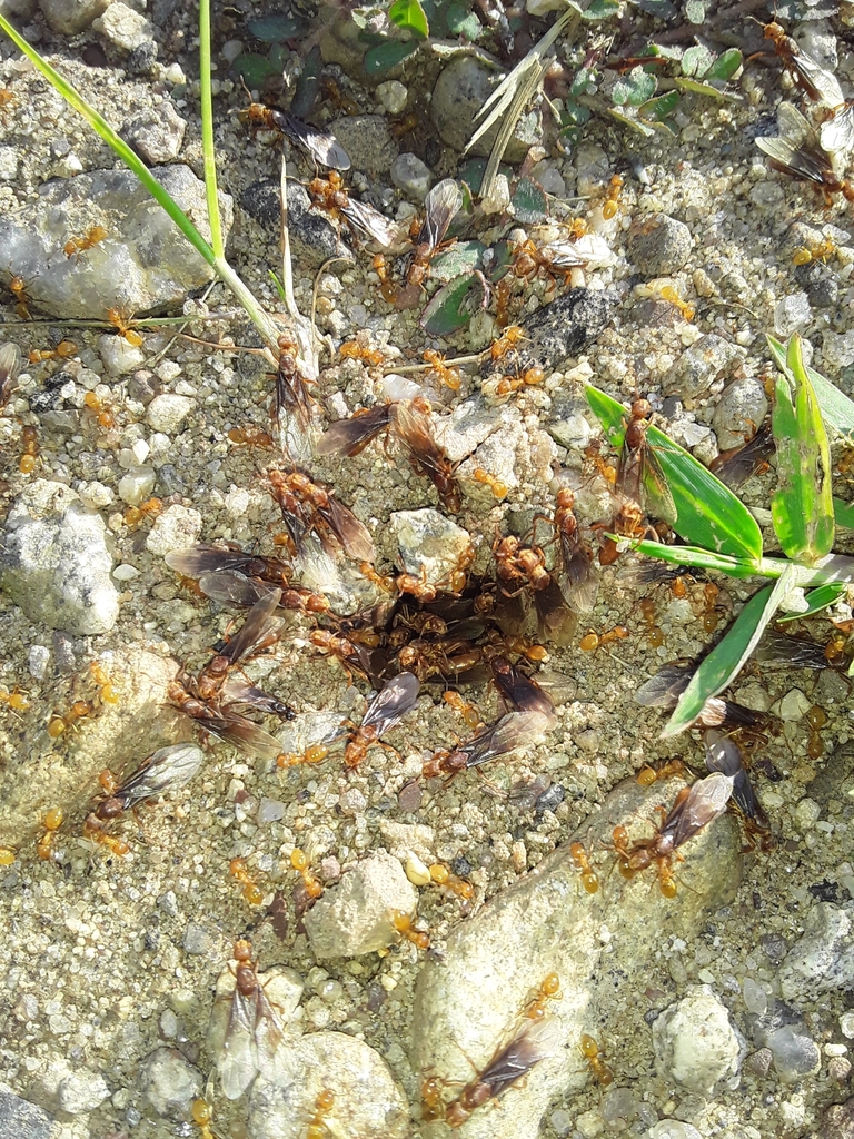 Murphy's Citronella Ant from Woodbridge, CT 06525, USA on July 19, 2022 ...