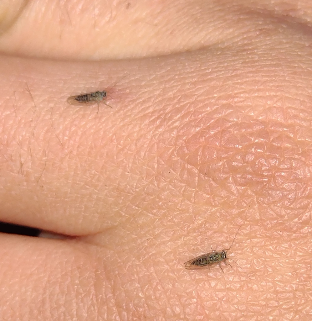 tipu psyllid from Salta, Argentina on July 18, 2022 at 06:48 PM by ...