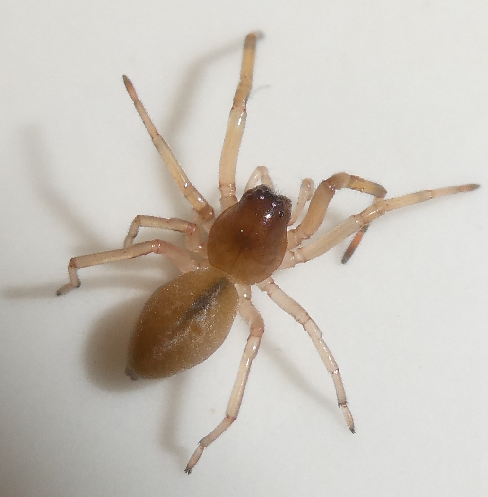 Broad-faced Sac Spider in July 2022 by Wendy Jegla. Found inside a ...