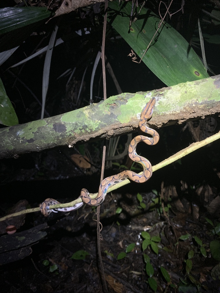 Western Rainbow Boa from Madre de Dios, PE on March 20, 2022 at 09:13 ...