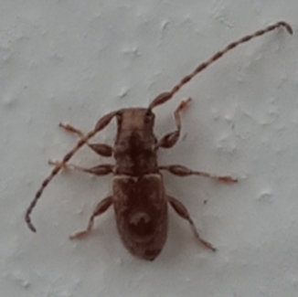 Flat-faced Longhorn Beetles from Te Aro, Wellington 6011, New Zealand ...