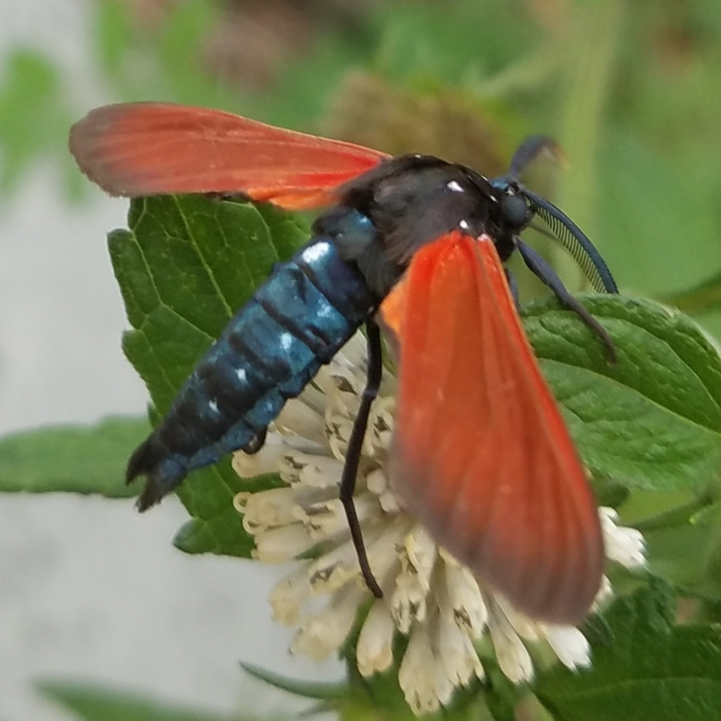 Spotted Oleander Moth from Fort Caroline Shores, Jacksonville, FL 32225 ...