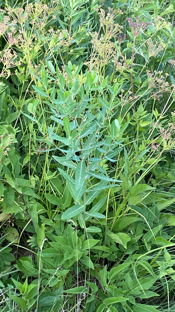 hemp dogbane in July 2022 by oan446 · iNaturalist