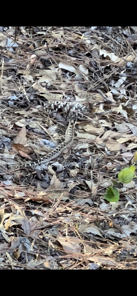 Eastern Hognose Snake from Oceana Naval Air Station, Virginia Beach, VA ...
