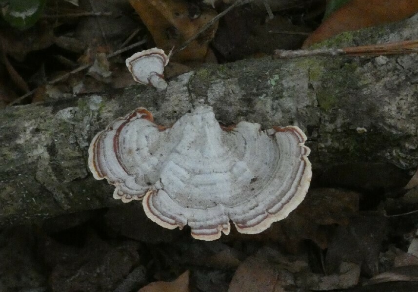 Stereum lobatum from Florida, Hernando, Withlacoochee State Forest ...