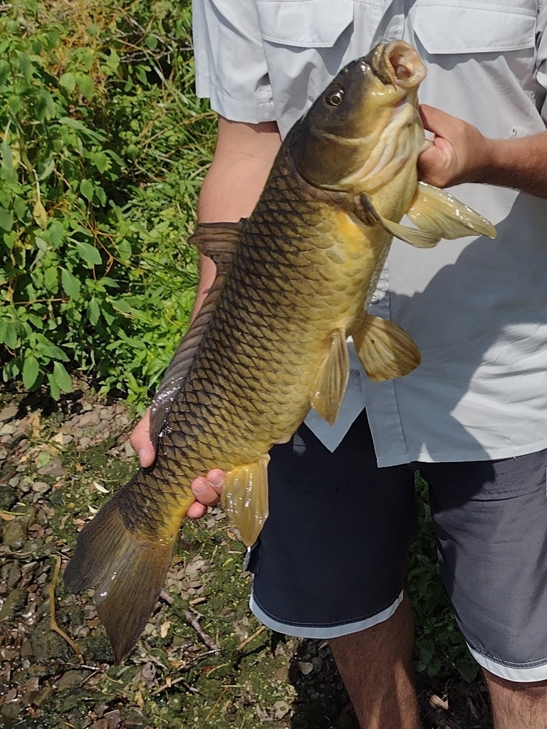 European Carp from Waterport, NY 14571, USA on July 19, 2022 at 02:54 ...